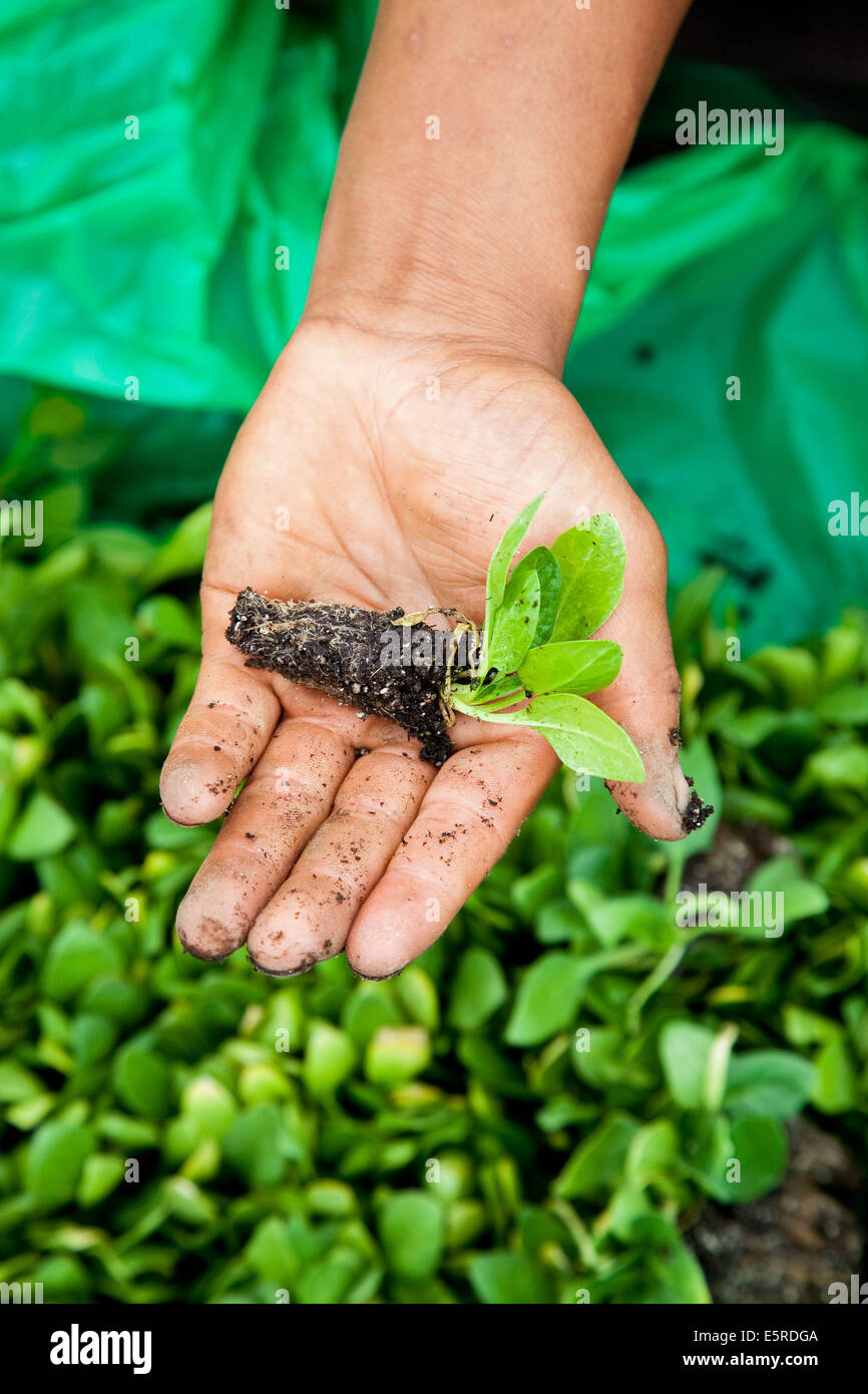 Worker planting young vegetable seedlings in organic market-farm Stock ...
