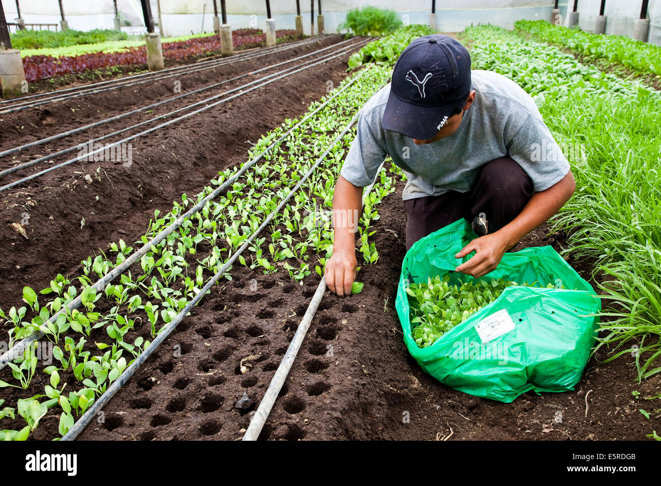 Worker planting young vegetable seedlings in organic market-farm Stock ...