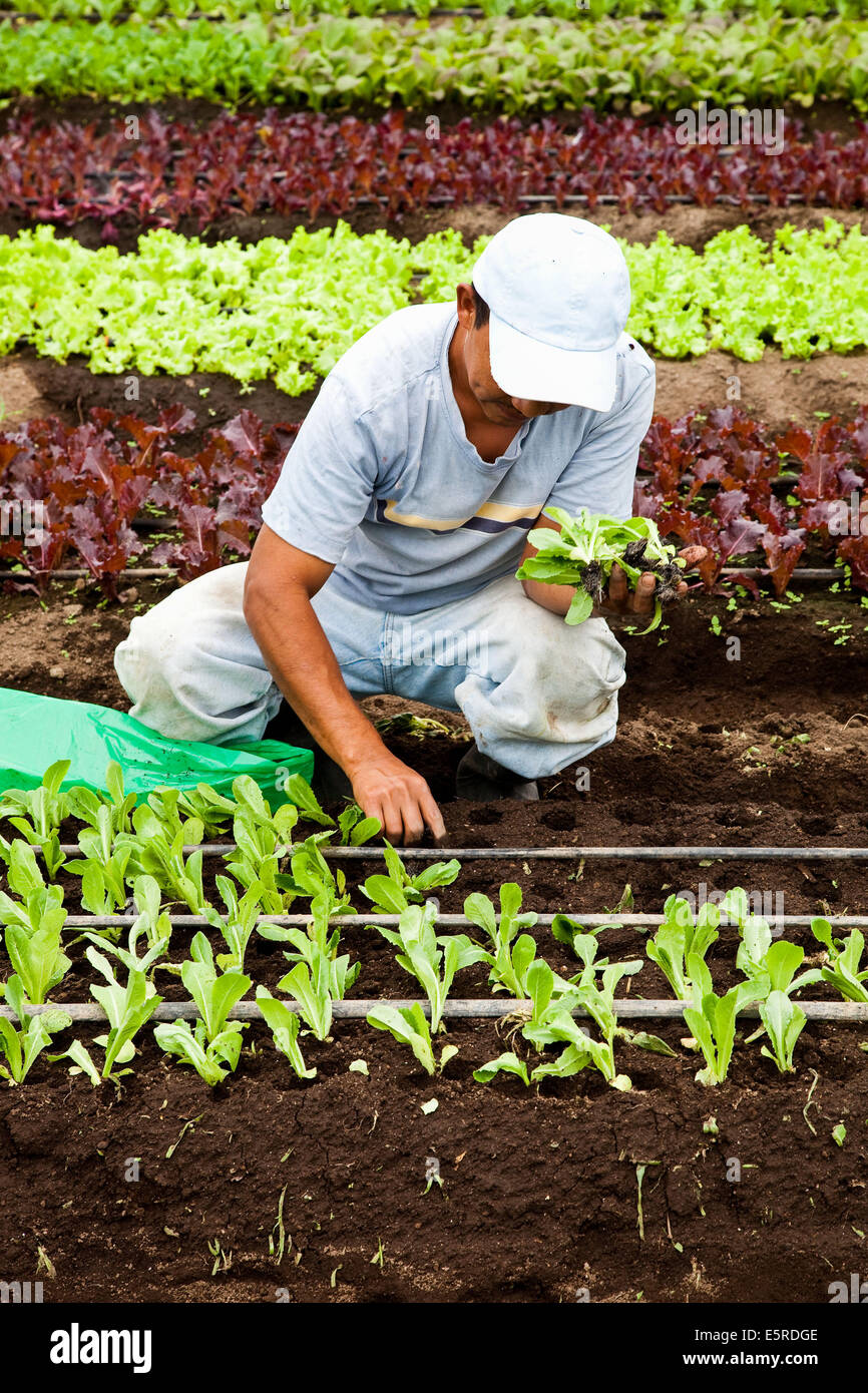 Worker planting young vegetable seedlings in organic market-farm Stock ...