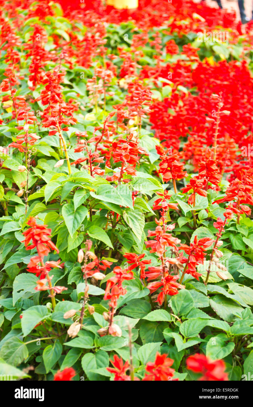 Red salvia hi-res stock photography and images - Alamy