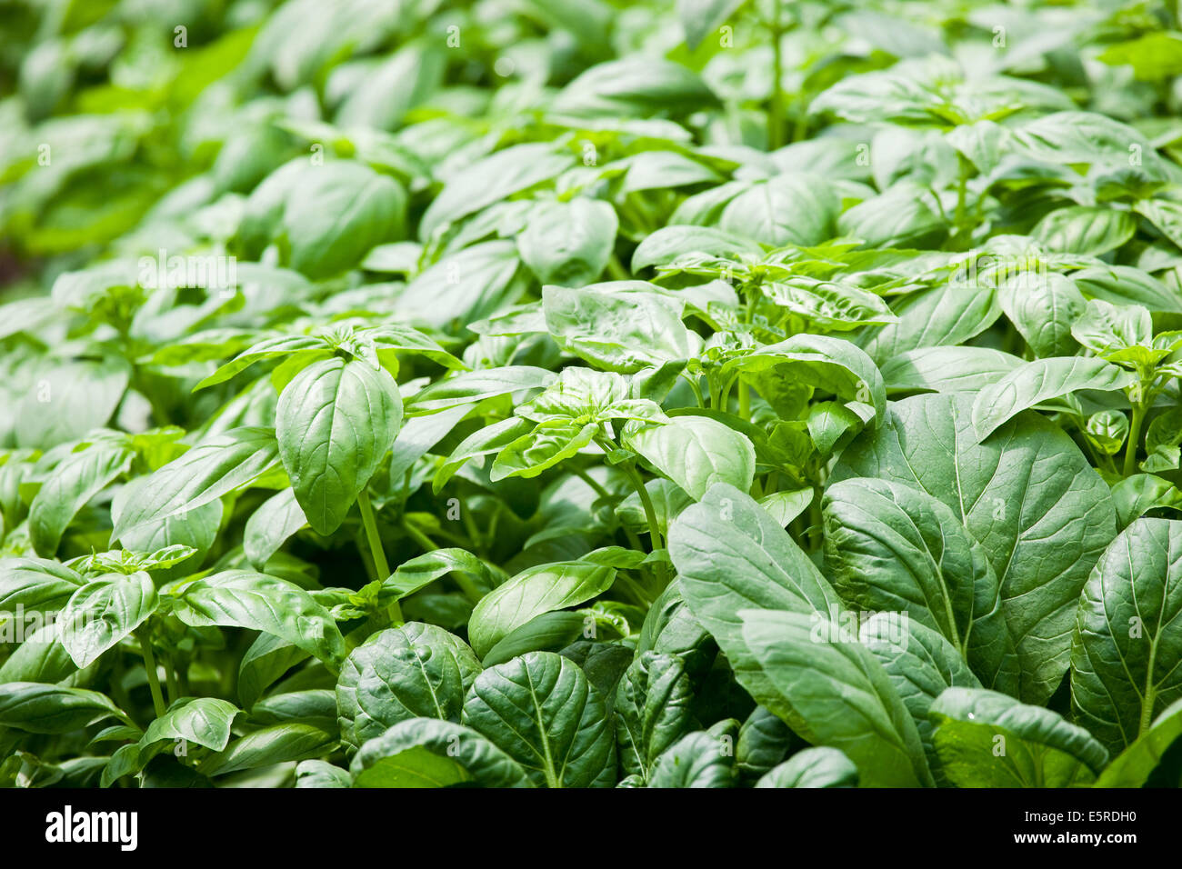 Basil plants in organic market-farming Stock Photo - Alamy