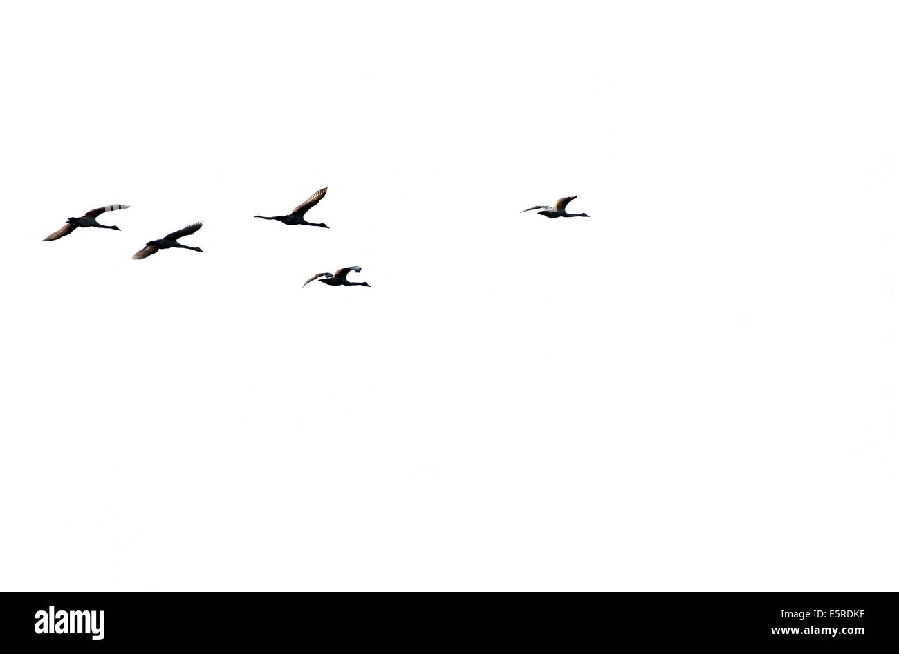Flying swan Cut Out Stock Images & Pictures - Alamy