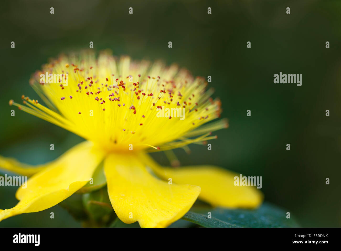 Hypericum calycinum Rose of Sharon (Hypericaceae family Stock Photo - Alamy
