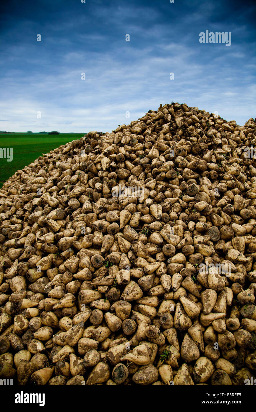 Sugar beets, Piles of harvested sugar beet (Beta vulgaris) roots Stock ...