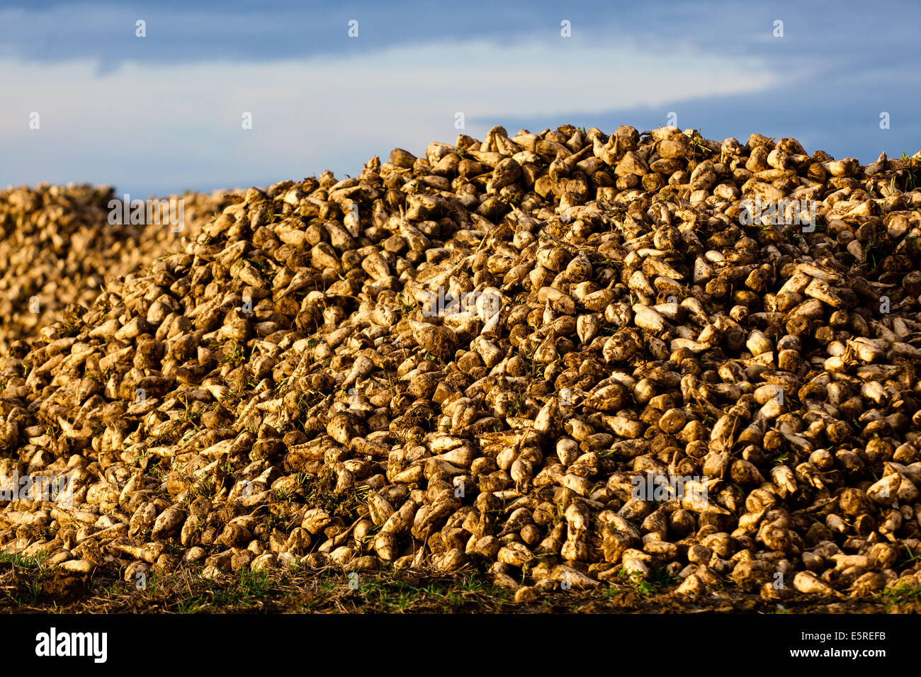 Beet piles hi-res stock photography and images - Alamy