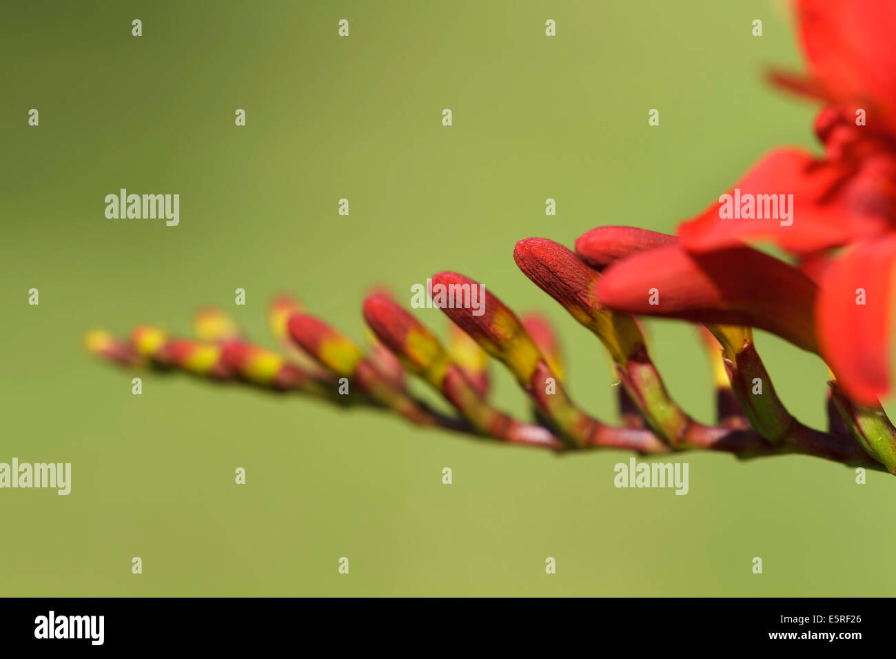 crocosmia lucifer flower Stock Photo - Alamy