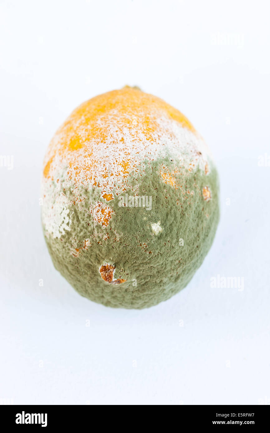 Mouldy Fruit High Resolution Stock Photography and Images - Alamy