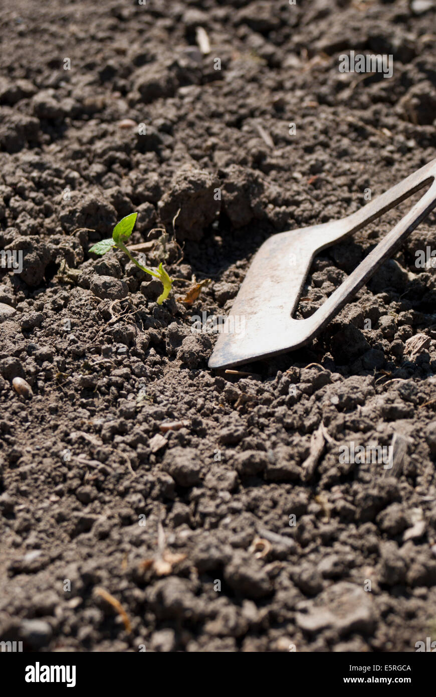 Dutch hoe weeder, cultivating tool Stock Photo - Alamy
