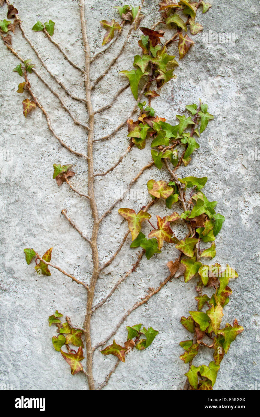 Ivy on wall Stock Photo - Alamy
