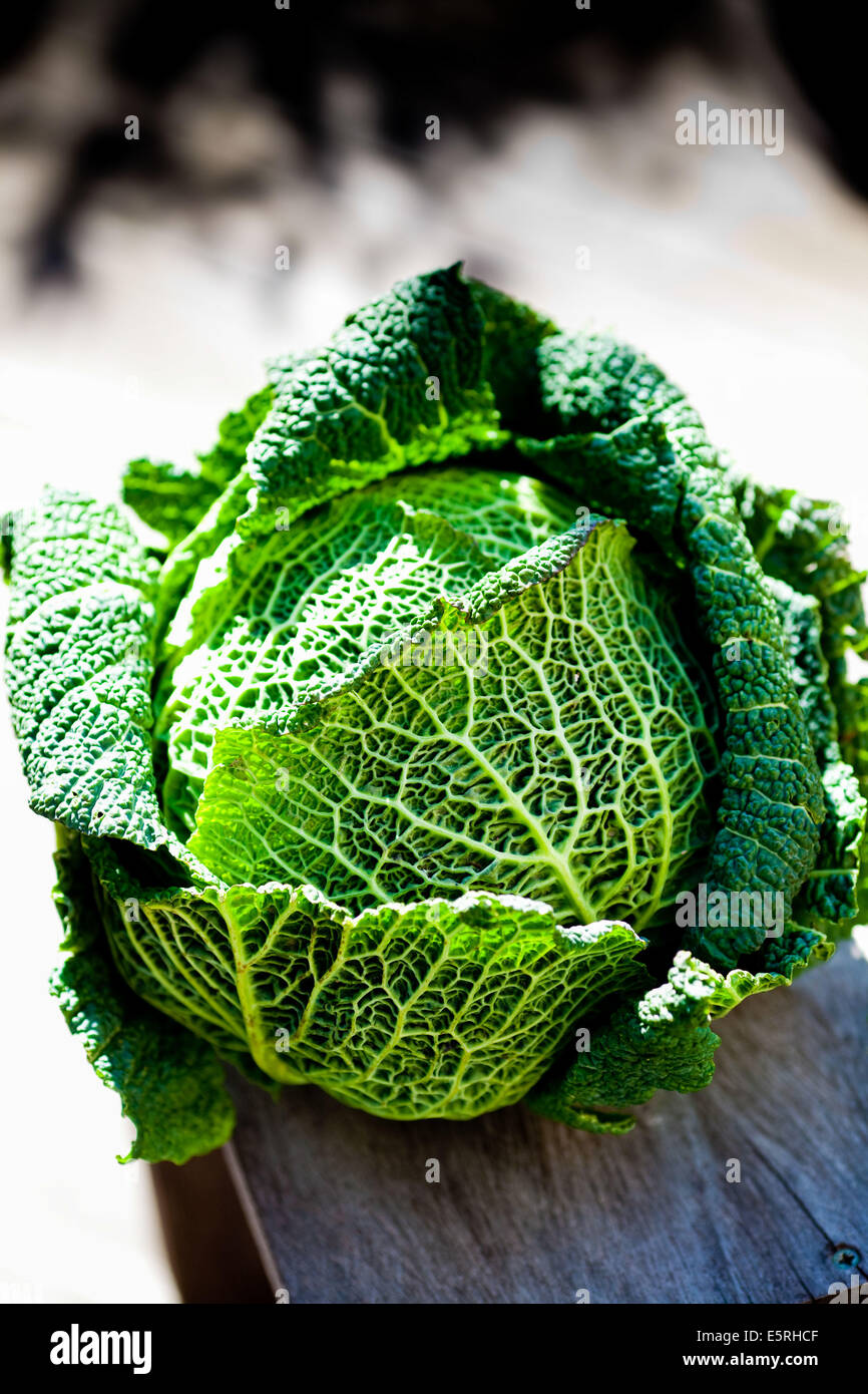Green cabbage brassica oleracea hi-res stock photography and images - Alamy