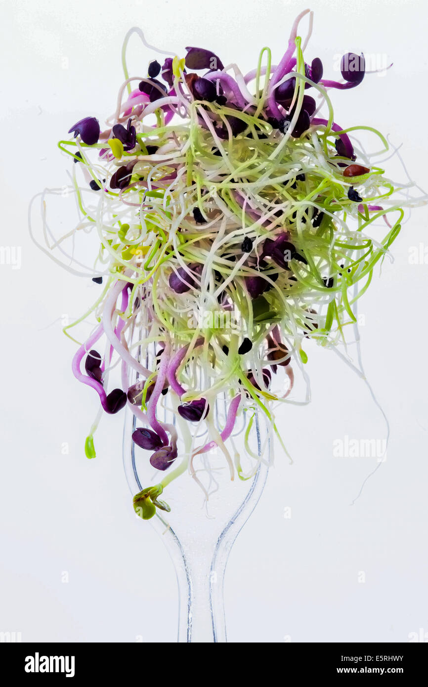 Lucerne plant hi-res stock photography and images - Alamy