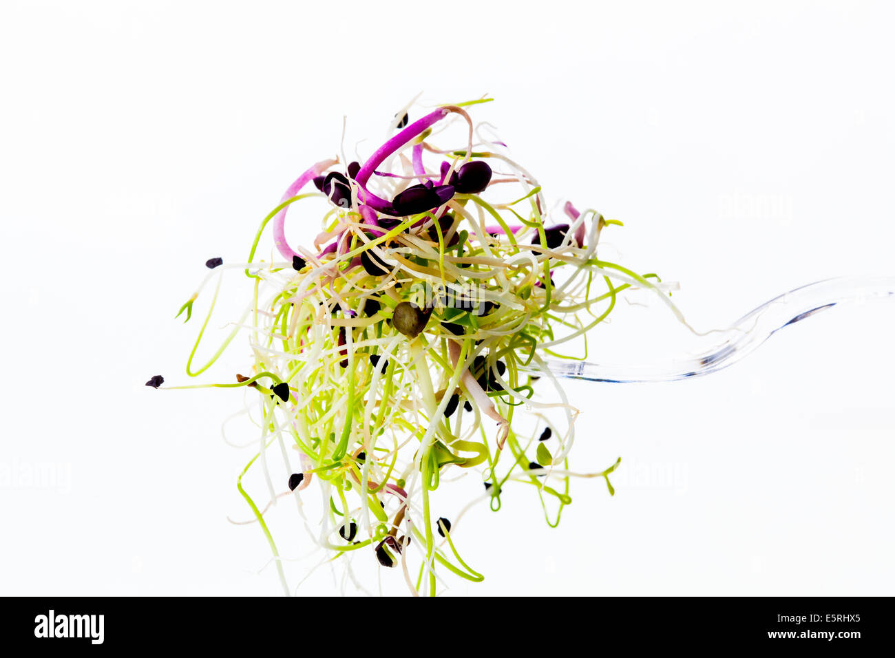 Sprouts of the alfalfa plant (Medicago sativa), sometimes called ...