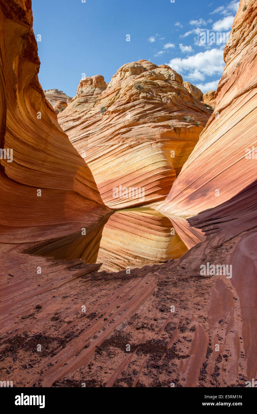The Wave, Arizona. Amazing flowing rock formation in the rocky desert ...