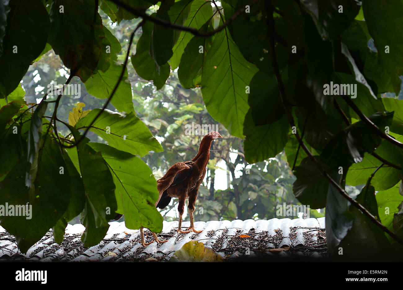 'pea foul', common, fowl, hen, twin, birds, local, gaze,cock, bird, hen ...