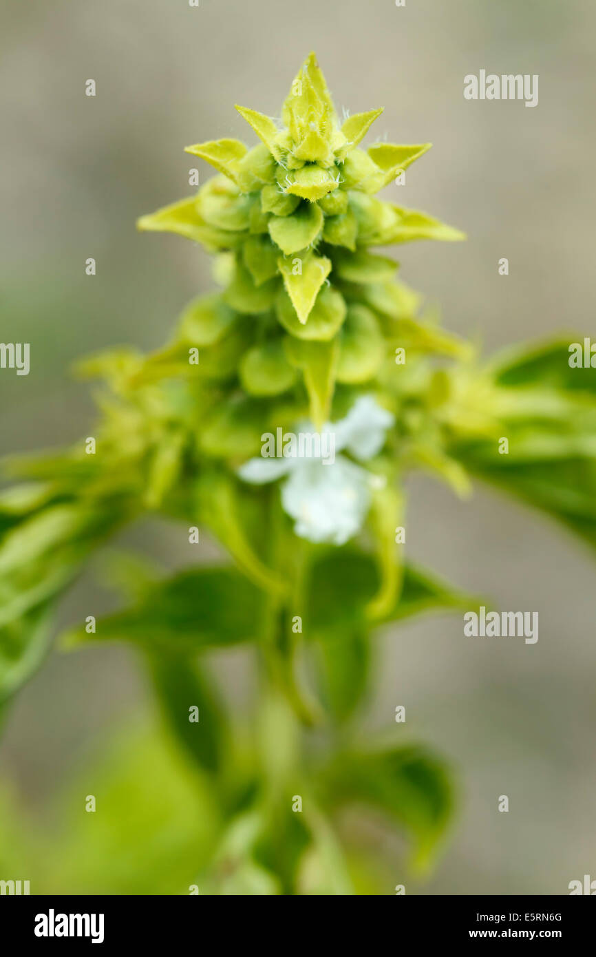 basil plant green color growing Stock Photo - Alamy