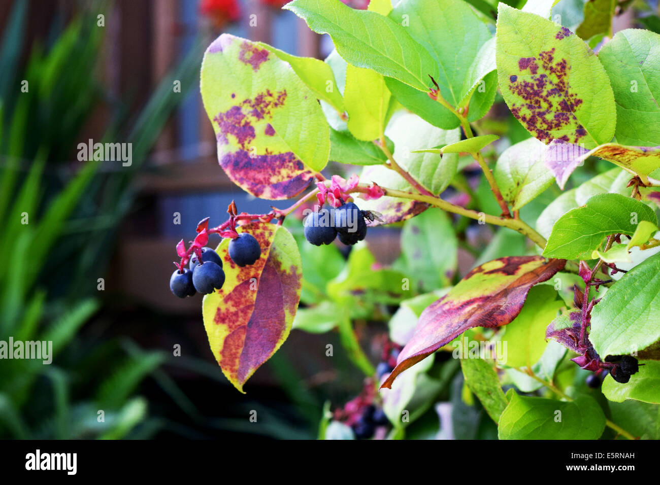 Cluster of Blueberries Stock Photo - Alamy