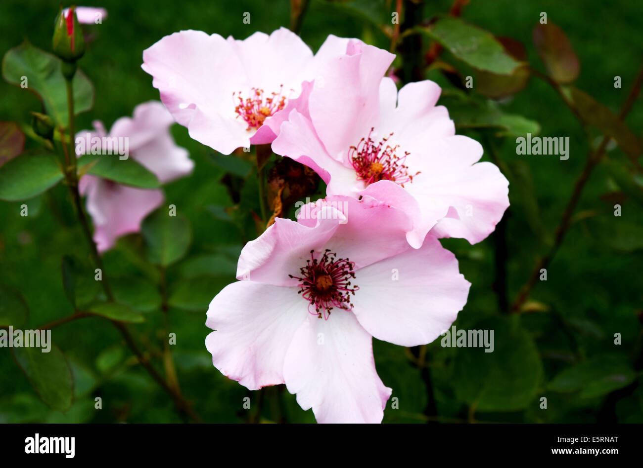 Dainty roses hi-res stock photography and images - Alamy