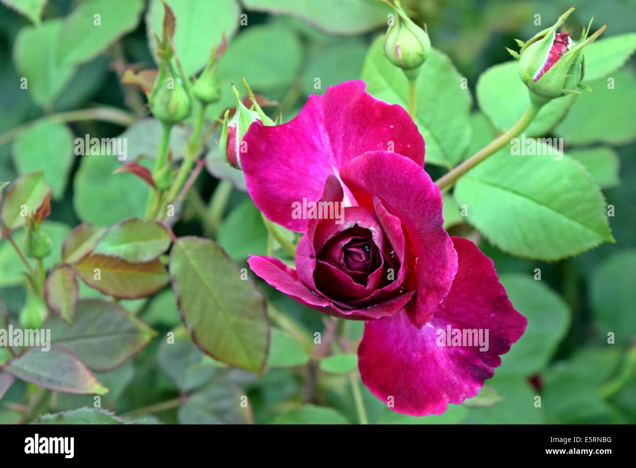 Magenta rose hi-res stock photography and images - Alamy