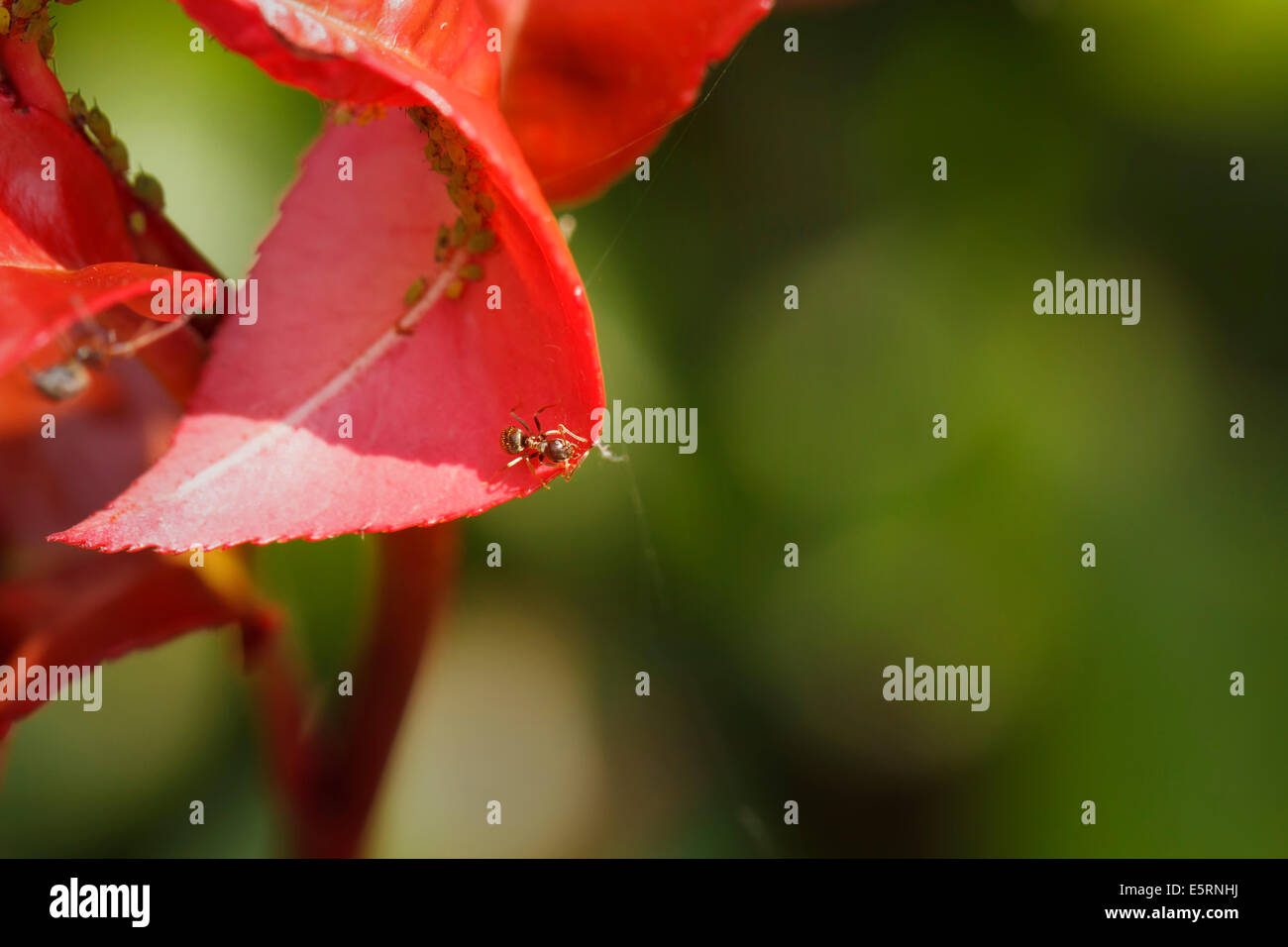red leaves insects ants nature Stock Photo - Alamy