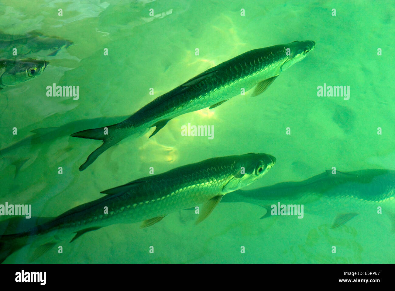 Tarpon fish hi-res stock photography and images - Alamy