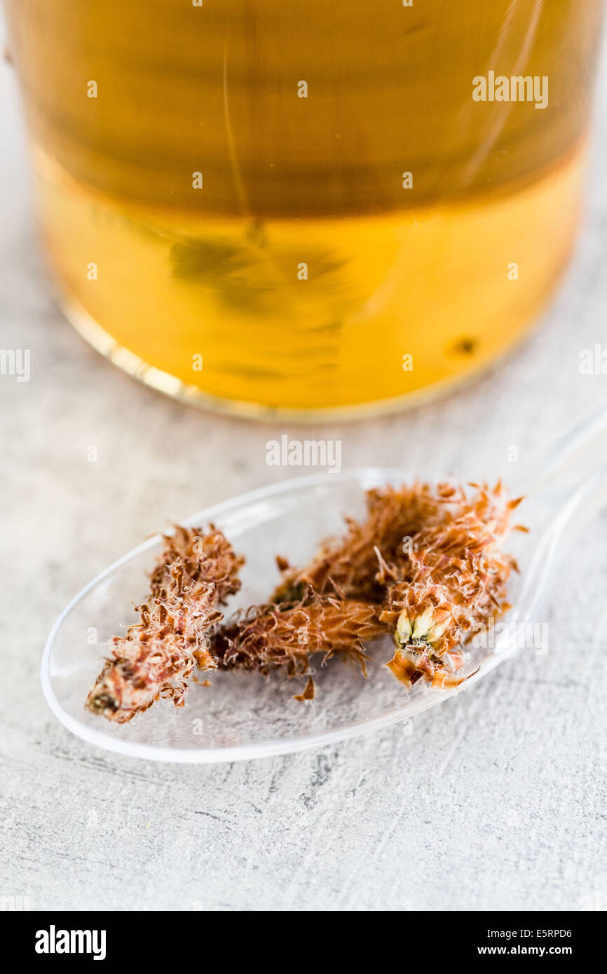 Pine buds used in gemmotherapy (bud therapy) to treat bronchitis Stock ...