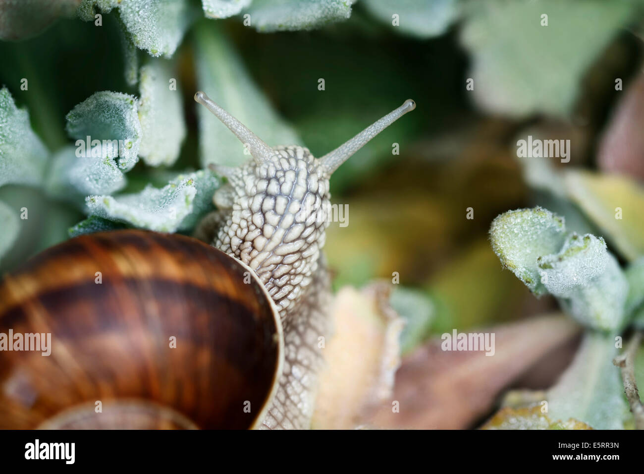snail shell nature leaves Stock Photo - Alamy