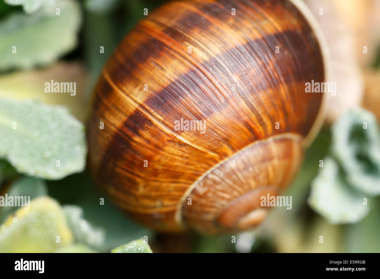 snail shell nature Stock Photo - Alamy