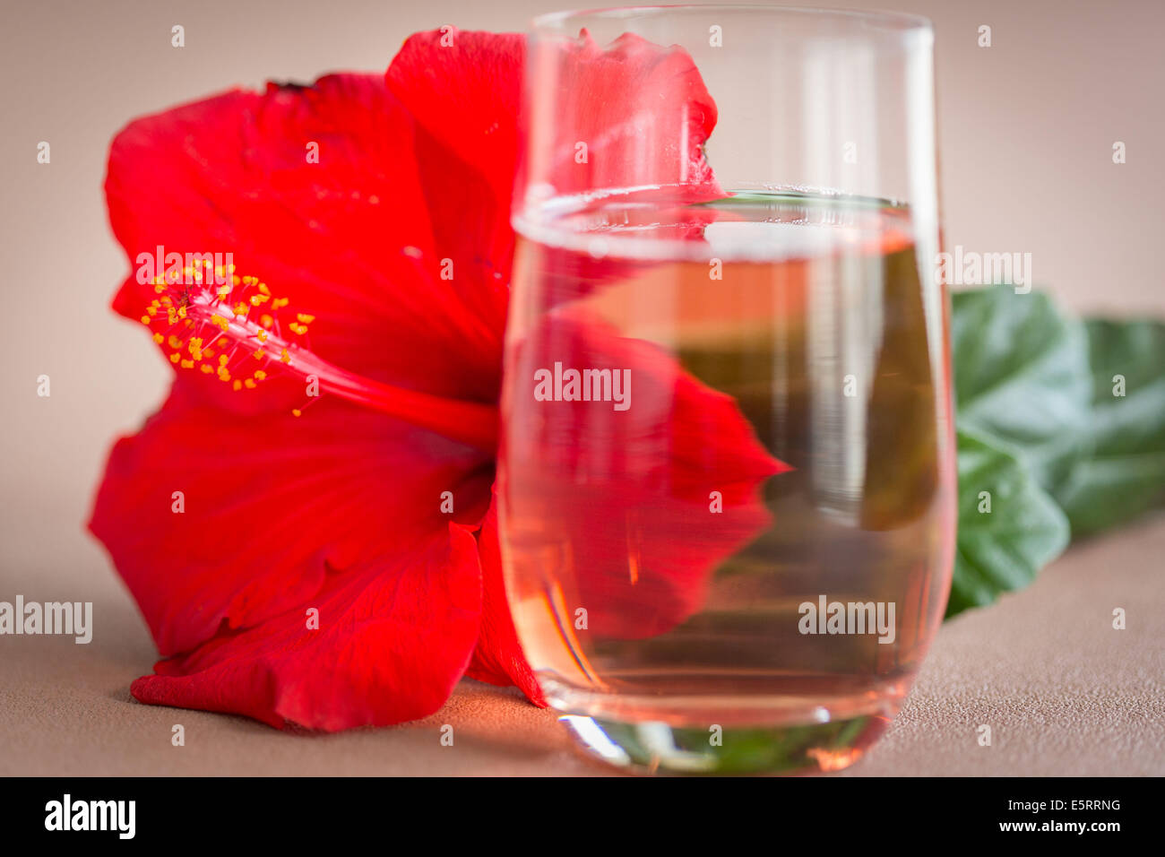 Medicinal hibiscus plant hi-res stock photography and images - Alamy
