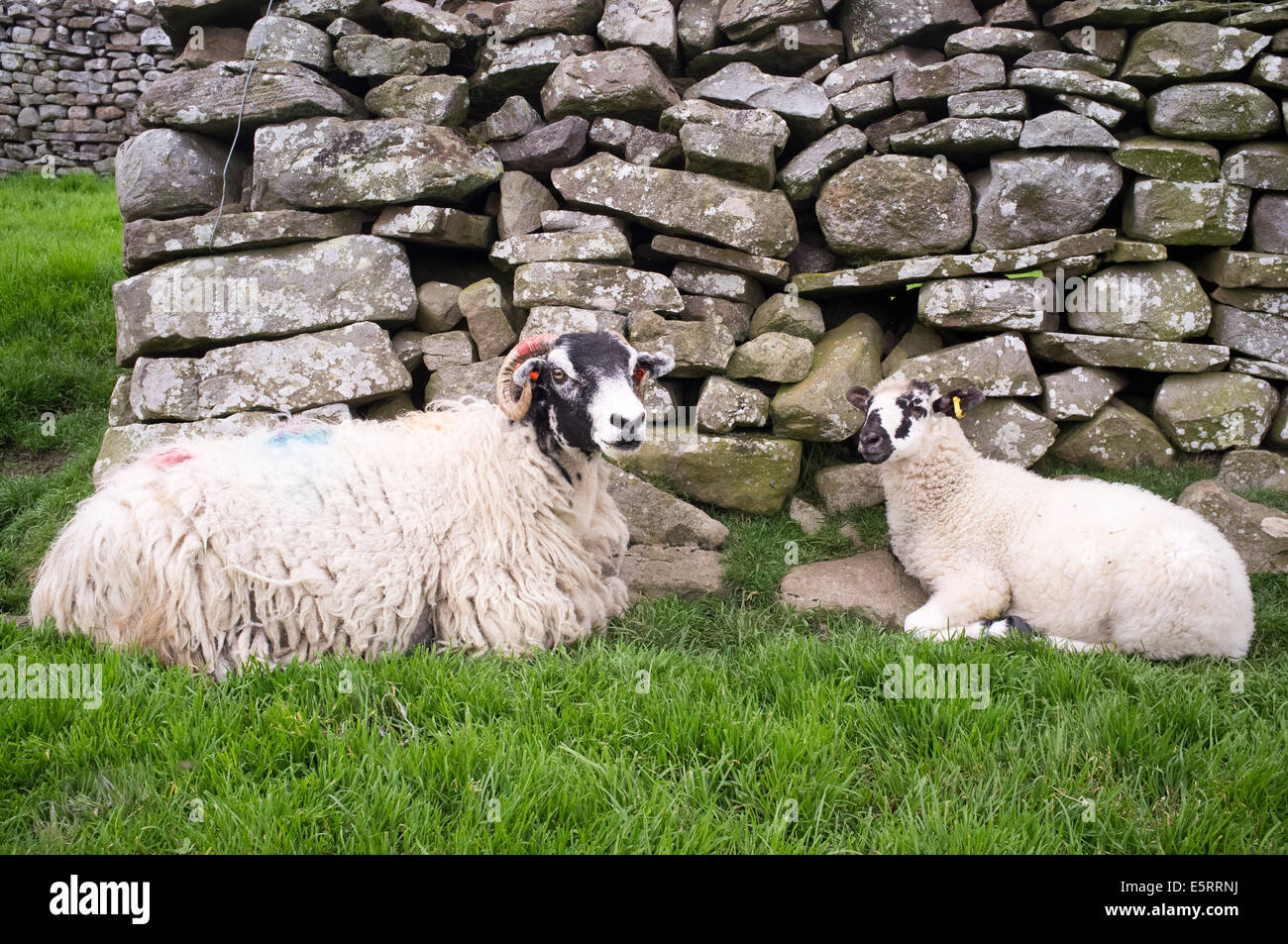 Seated lamb hi-res stock photography and images - Alamy