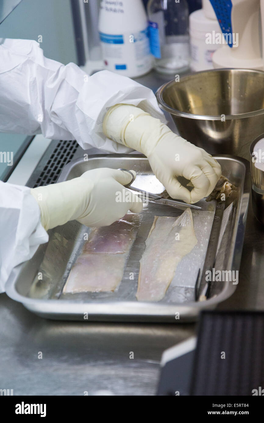 Preparation of a skin donation in a cleanroom before preservation, cell ...