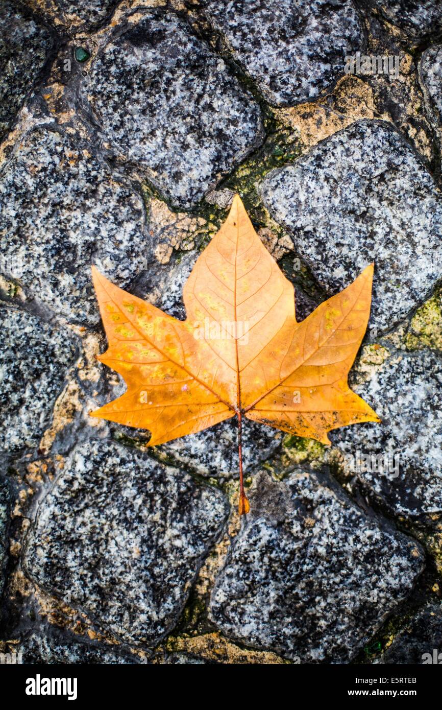 Autumn leaf on ground Stock Photo - Alamy