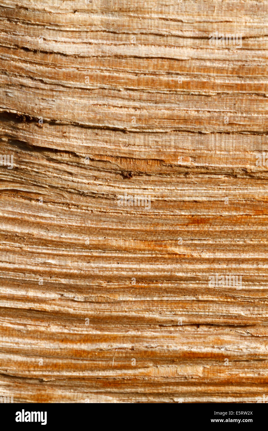 Close-up of wood grain Stock Photo - Alamy