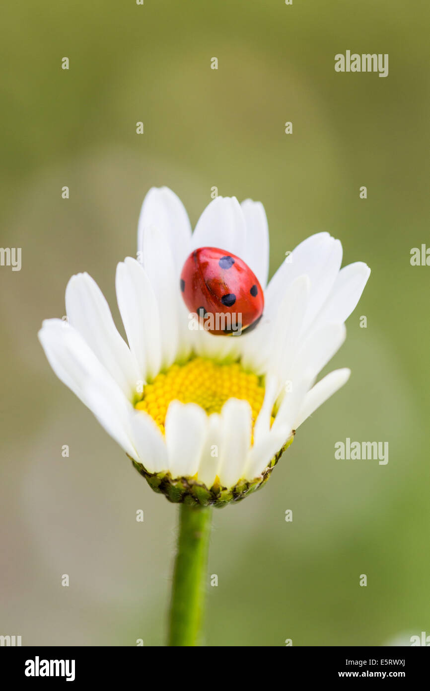 Ladybug on a daisy Stock Photo - Alamy