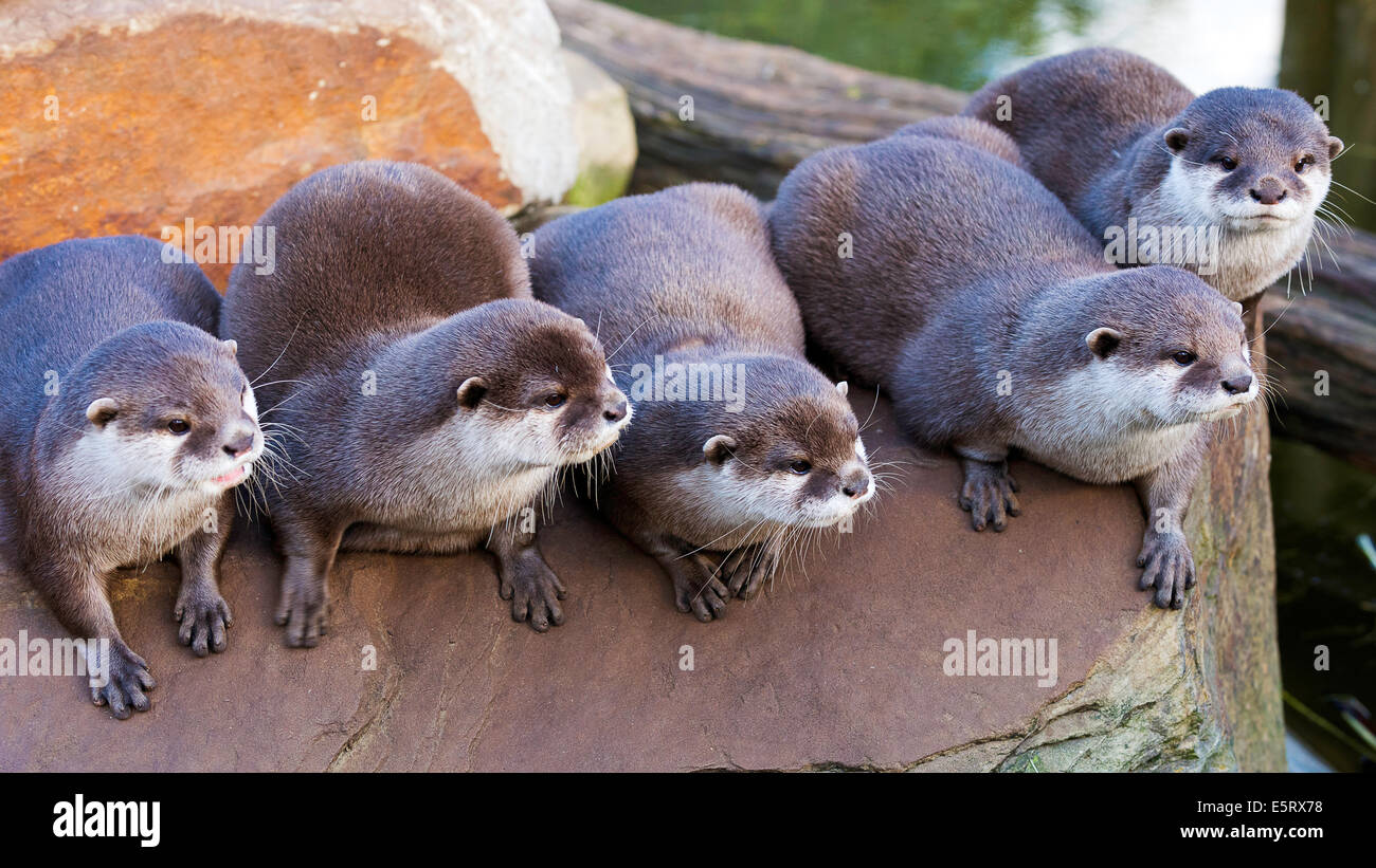 Otters at Paradise Wildlife Park in Broxbourne, Hertfordshire, UK Stock ...