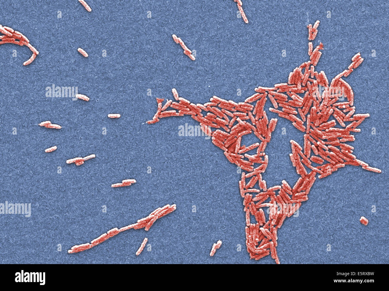 Legionella bacteria hi-res stock photography and images - Alamy