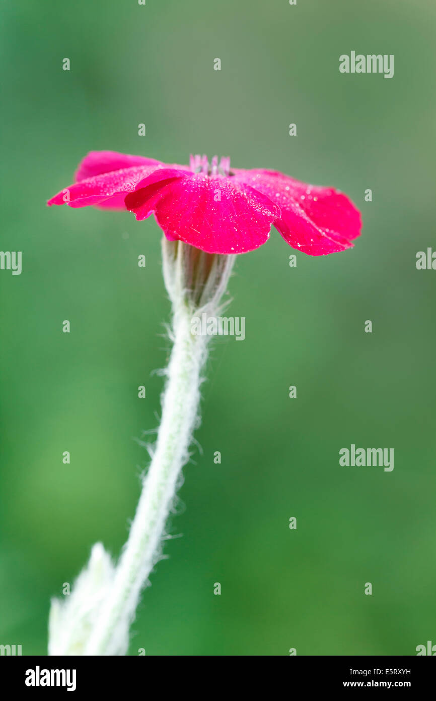 Rose Campion, Crown Pink, Mullein pink (Lychnis coronaria, Silene ...