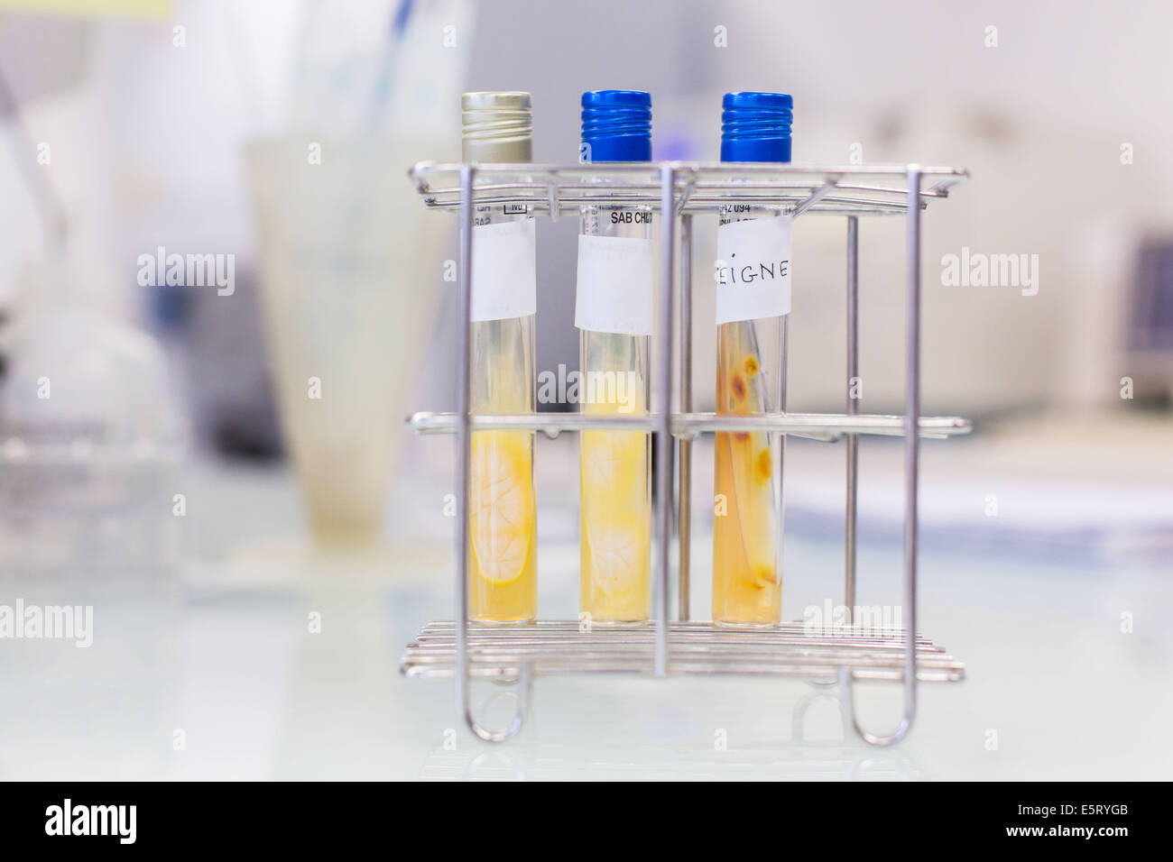 Fungal culture hi-res stock photography and images - Alamy