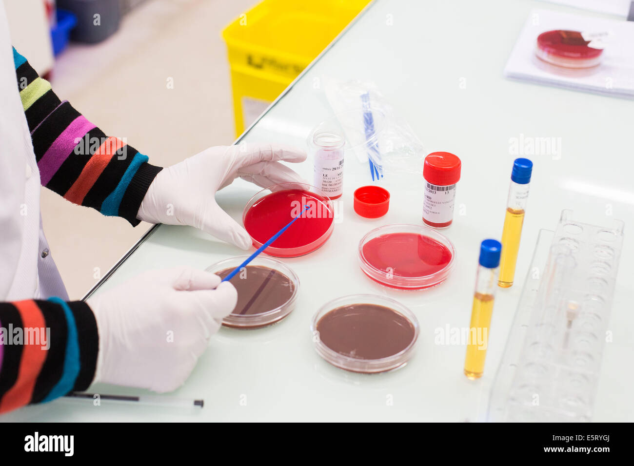 A technician plates bacteria on gelose medium in petri dish for ...