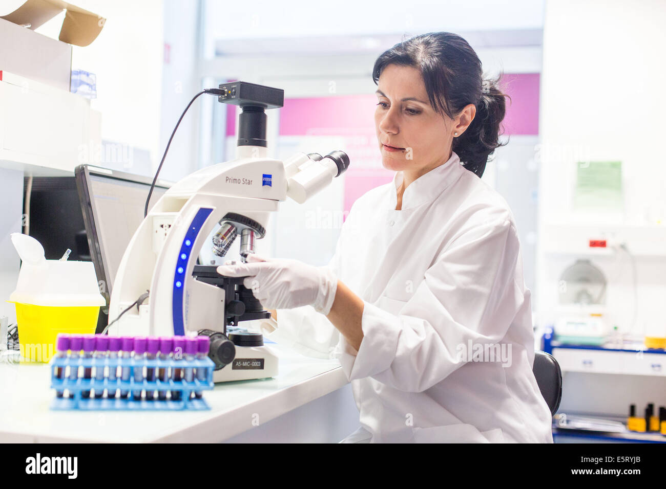 Female technician using a light microscope to study blood smear in a ...
