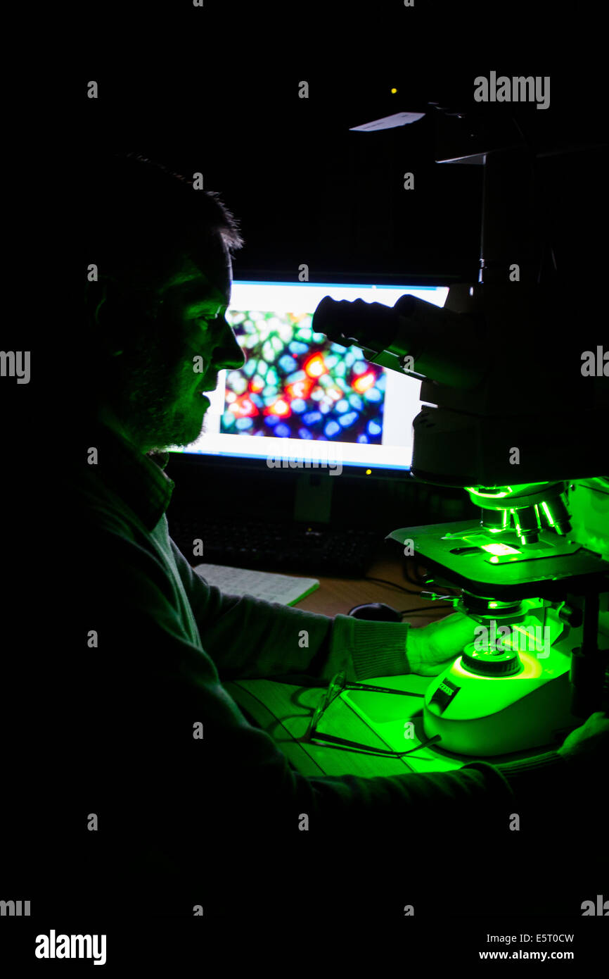 Researcher studying hepatocytes in research on hepatitis, laboratory of ...