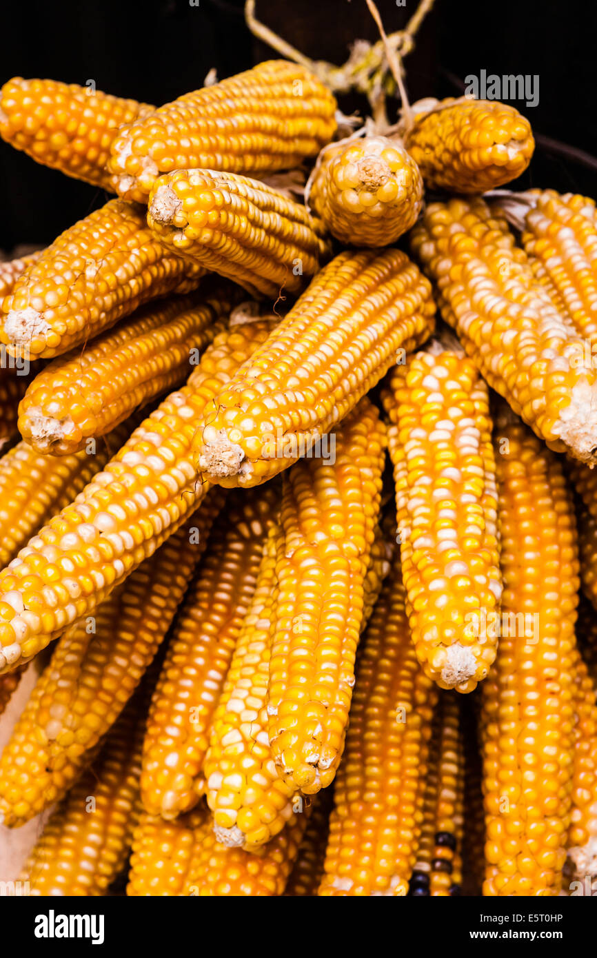 Ears of corn Stock Photo - Alamy