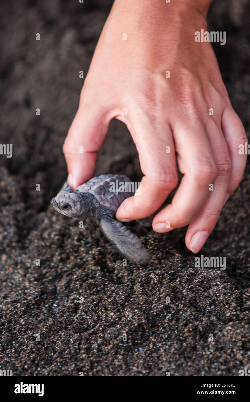 Young turtle on a Pacific beach Stock Photo - Alamy