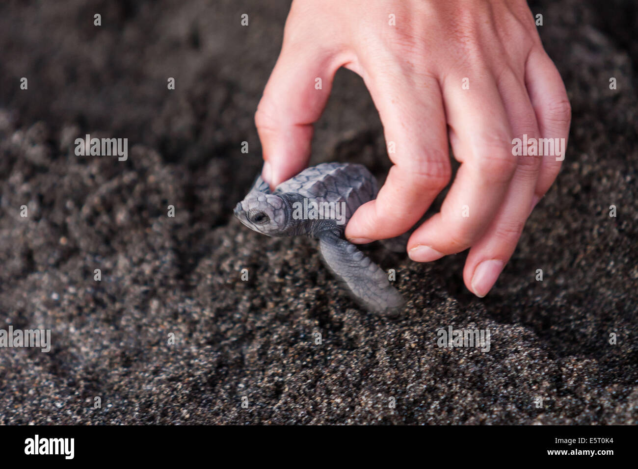 Young turtle on a Pacific beach Stock Photo - Alamy