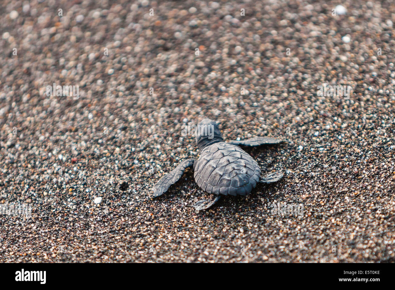 Young turtle on a Pacific beach Stock Photo - Alamy