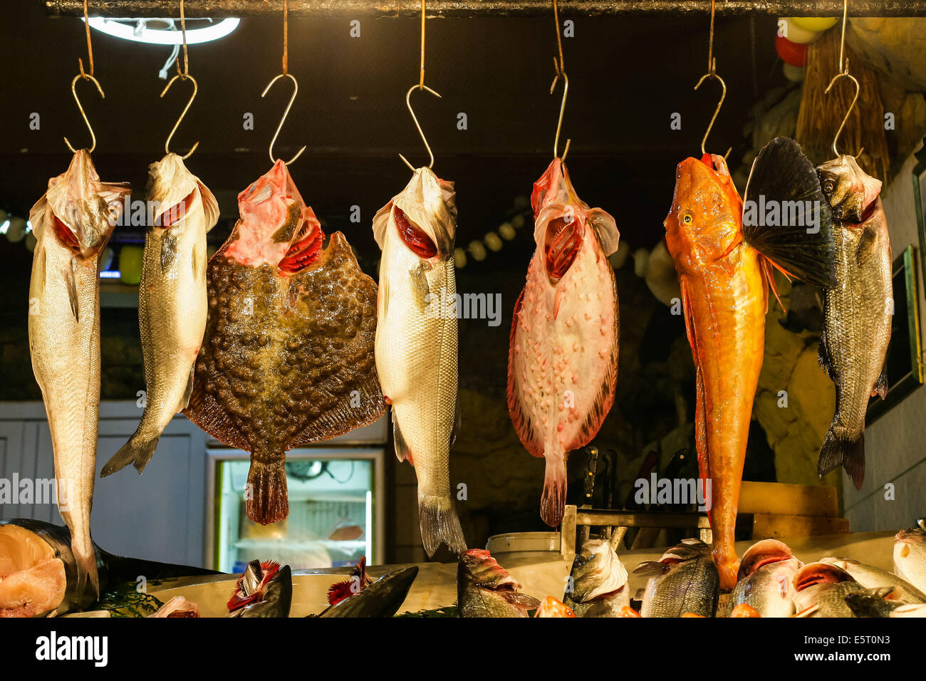 Animal fishes hi-res stock photography and images - Alamy