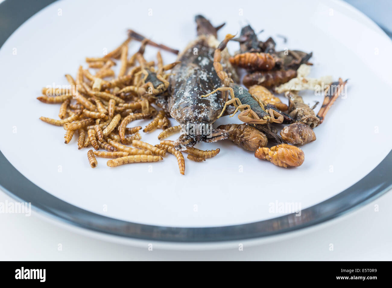 Eat edible bug hi-res stock photography and images - Alamy