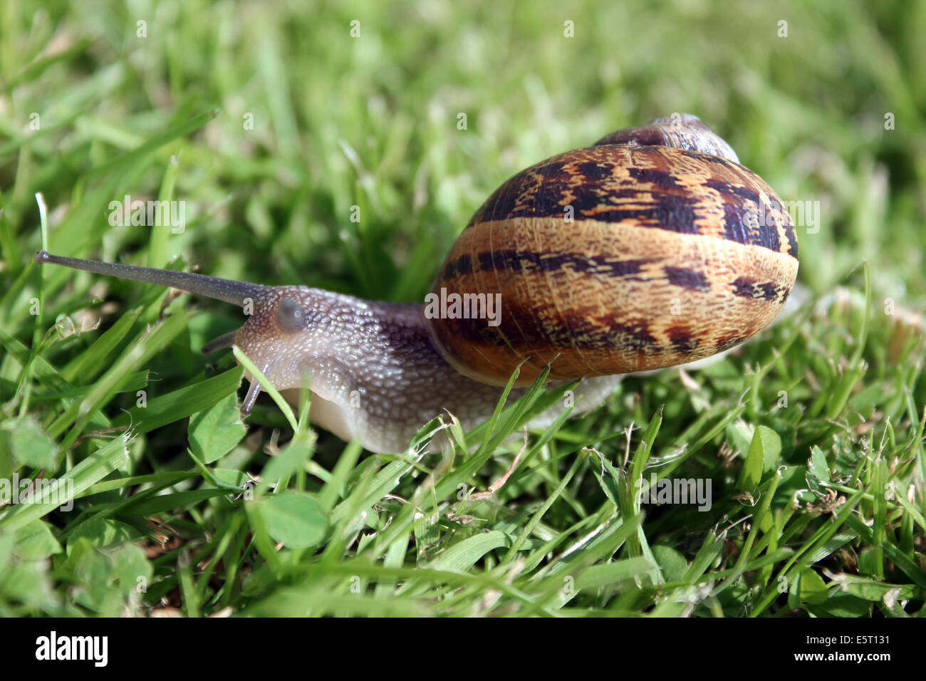 Garden snail - Mollusc (cornu aspera Stock Photo - Alamy