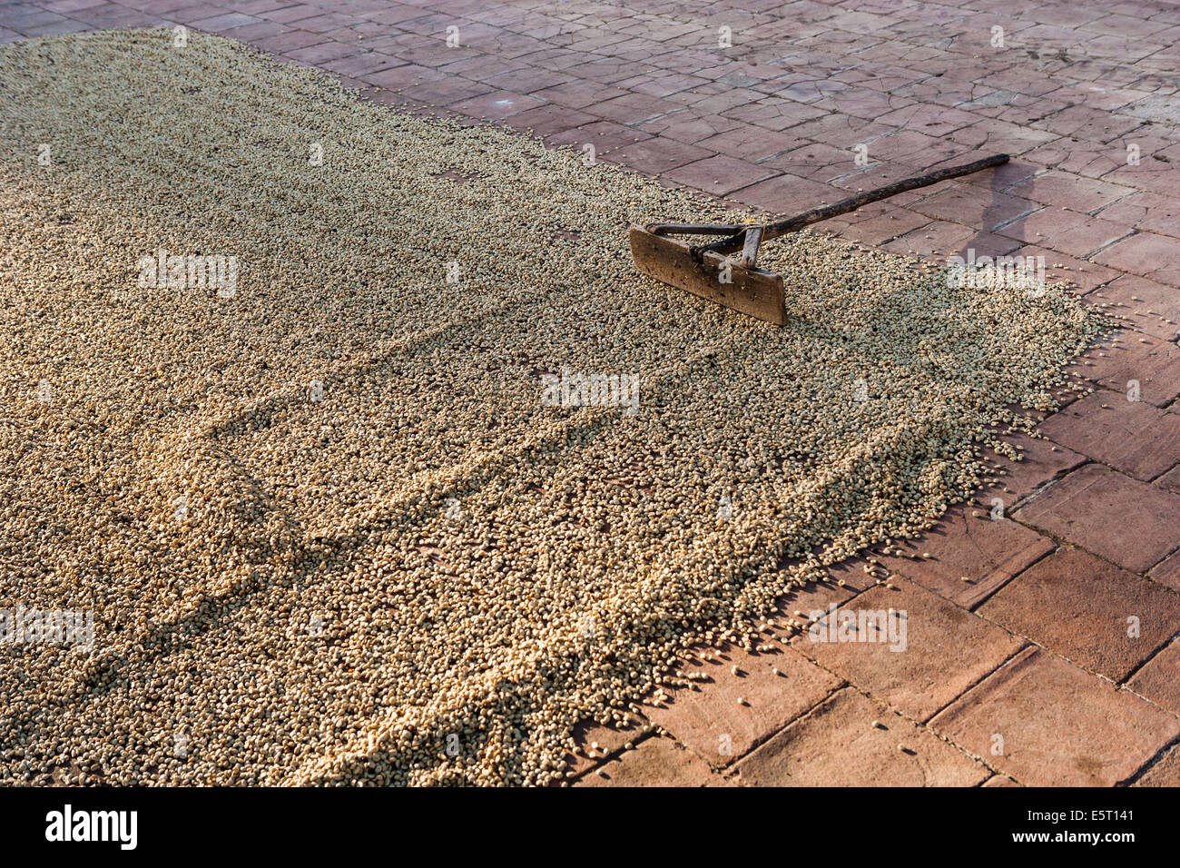 Raking coffee beans during drying traditional hand, Guatemala Stock ...