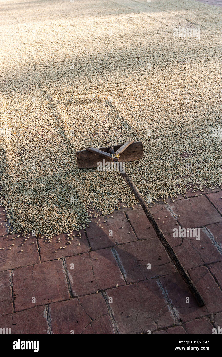 Raking coffee beans during drying traditional hand, Guatemala Stock ...