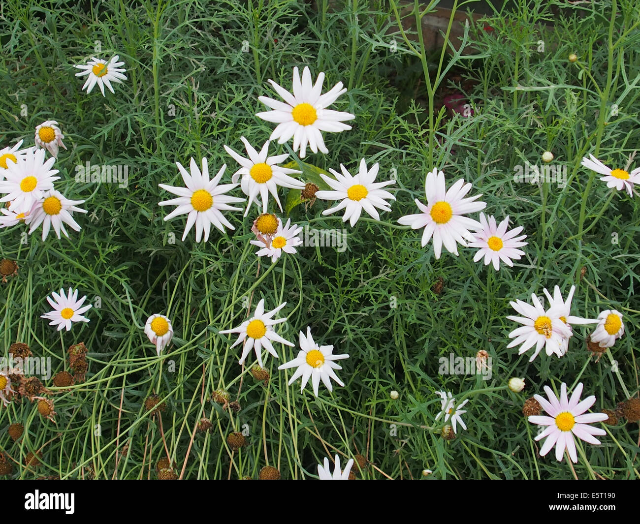Matricaria maritima hi-res stock photography and images - Alamy